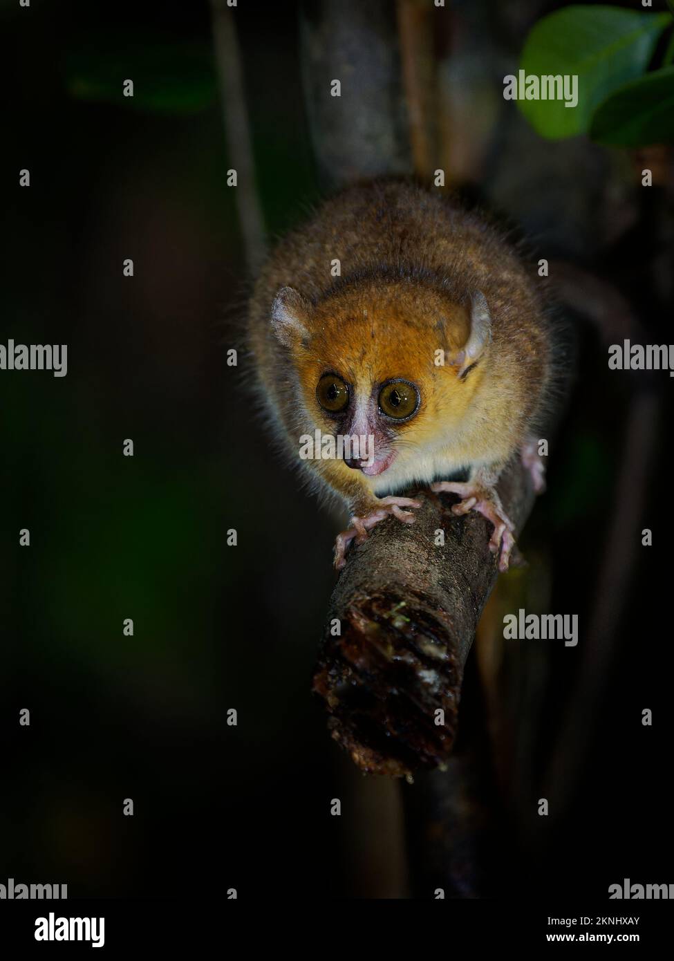 Rufous or Brown Mouse Lemur - Microcebus rufus small primate of ...
