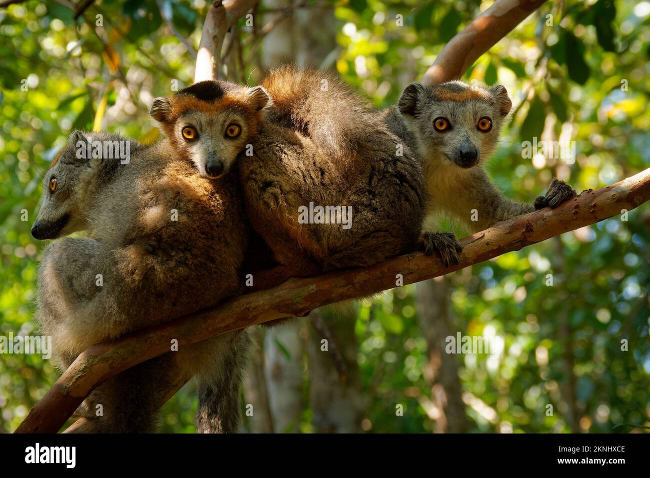 Crowned Lemur - Eulemur coronatus endemic to the dry deciduous forests ...