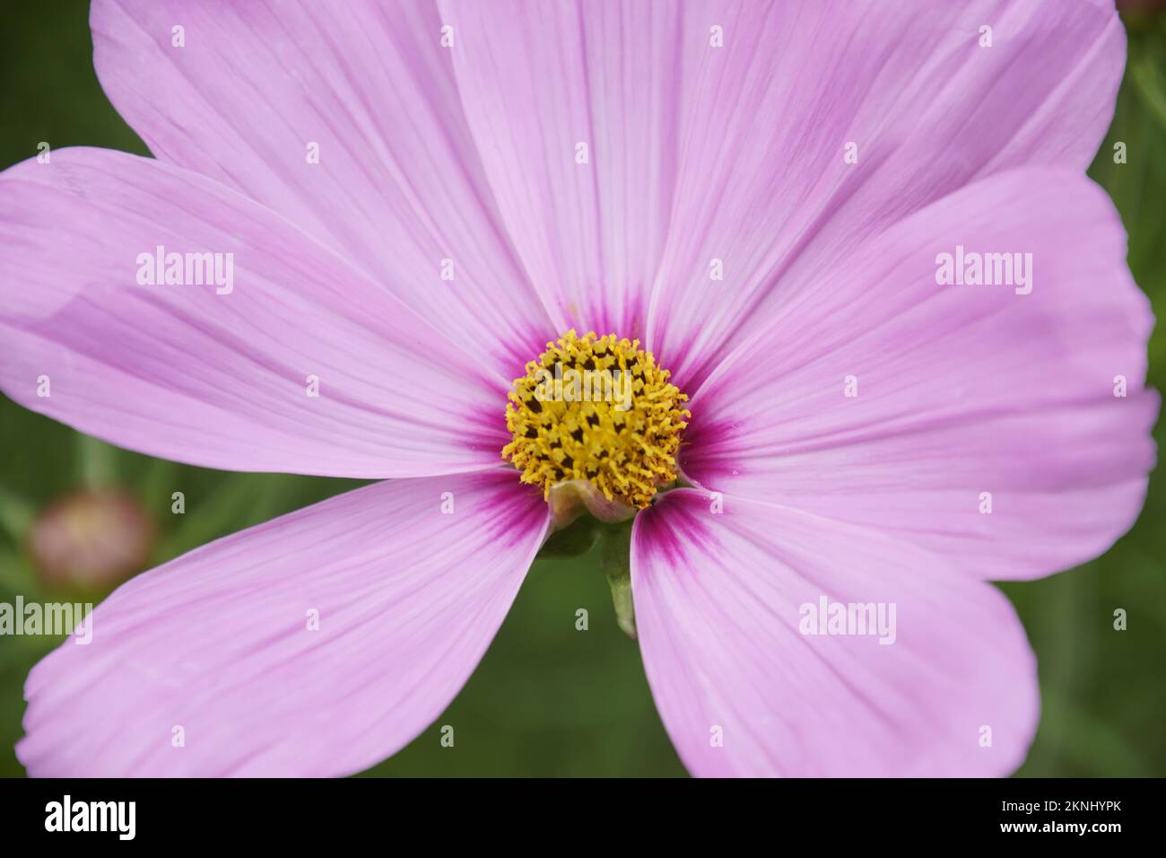 A close-up shot a pink cosmos flower growing in a garden Stock Photo ...
