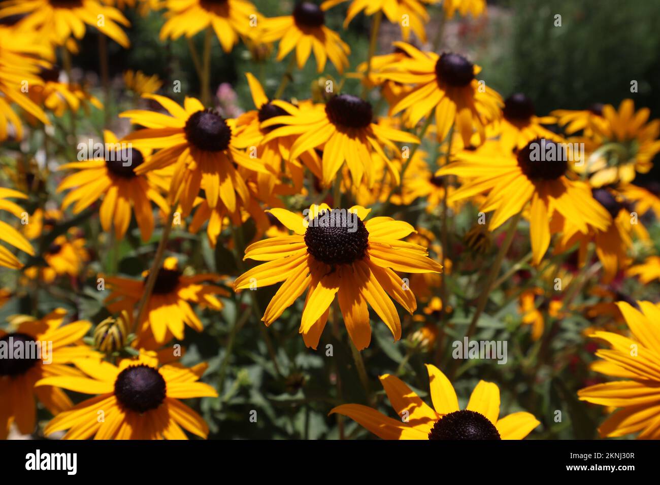 A closeup of Rudbeckia flowers in the garden against blurred background ...