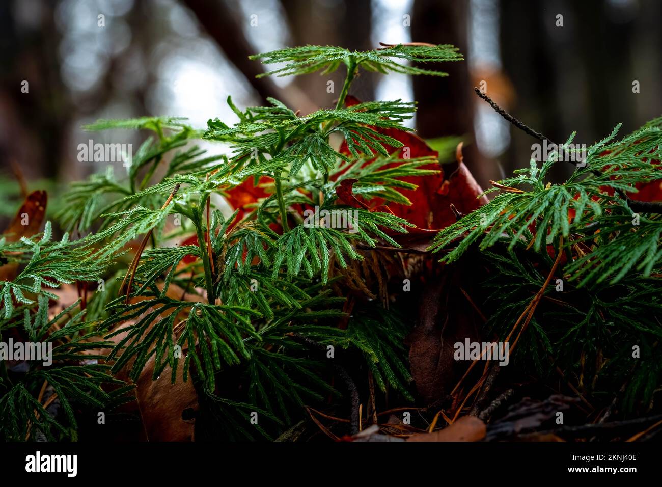 Ground Cedar Club Moss