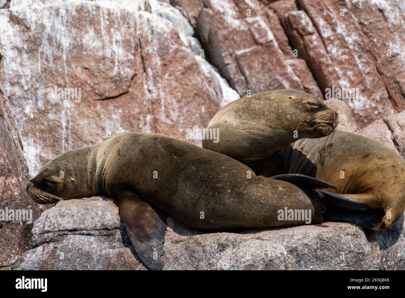 A view of the sea lions on a rock near Paracas, Peru Stock Photo - Alamy