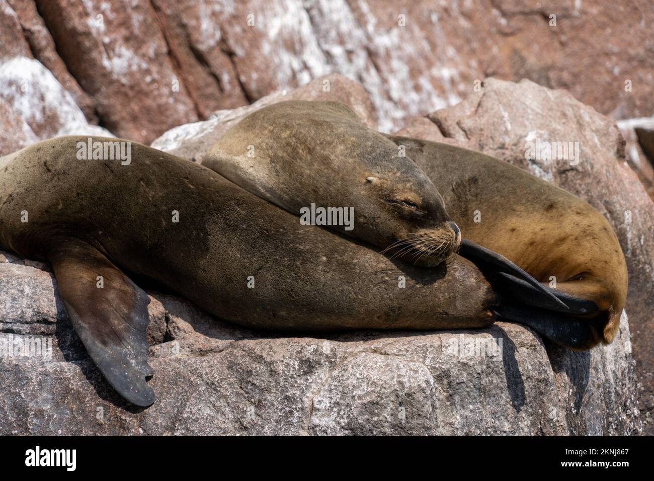 View paracas on coast hi-res stock photography and images - Alamy