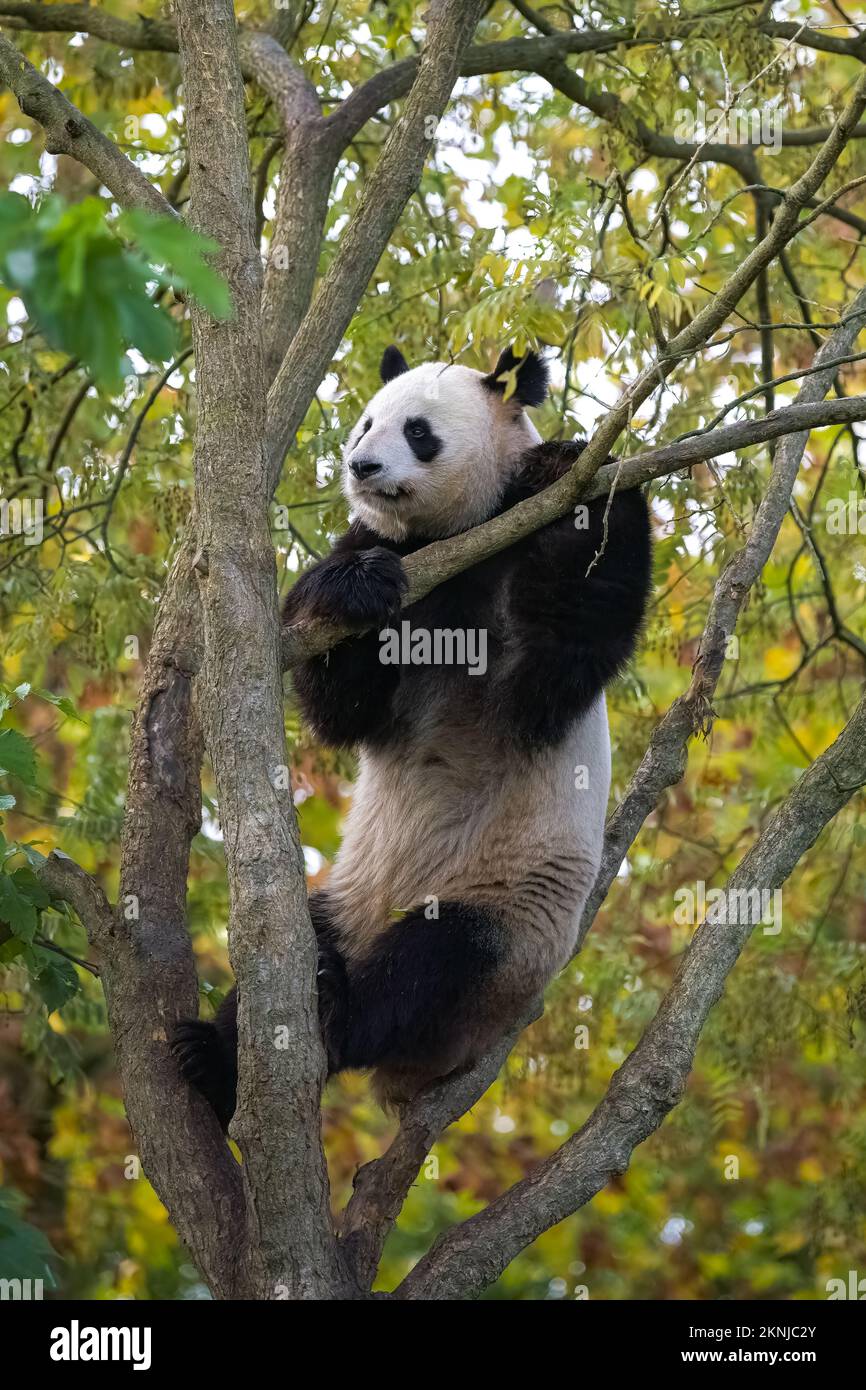 A giant panda climbing in a tree, eating leaves in autumn Stock Photo ...