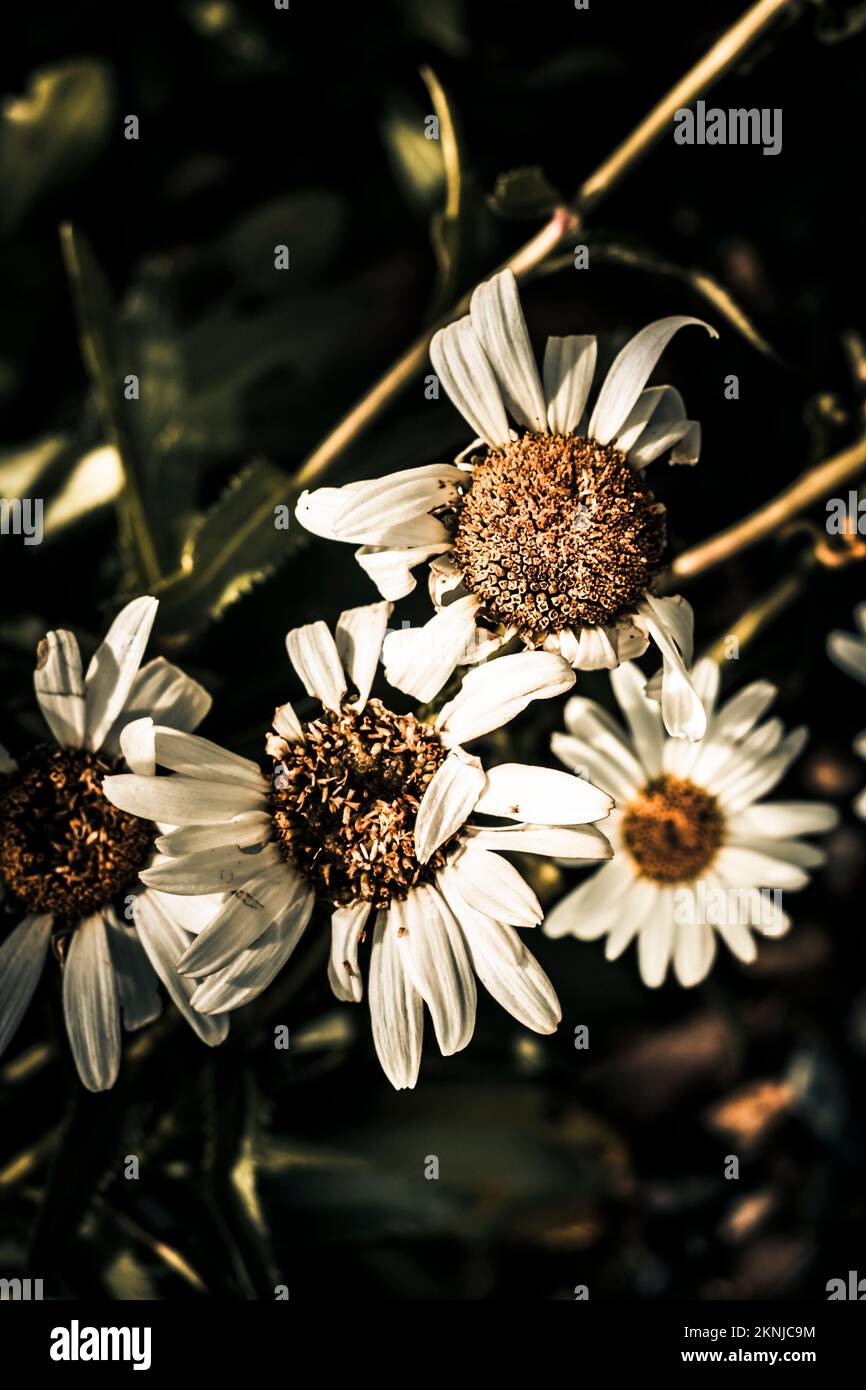 Pushing up the daisies hi-res stock photography and images - Alamy