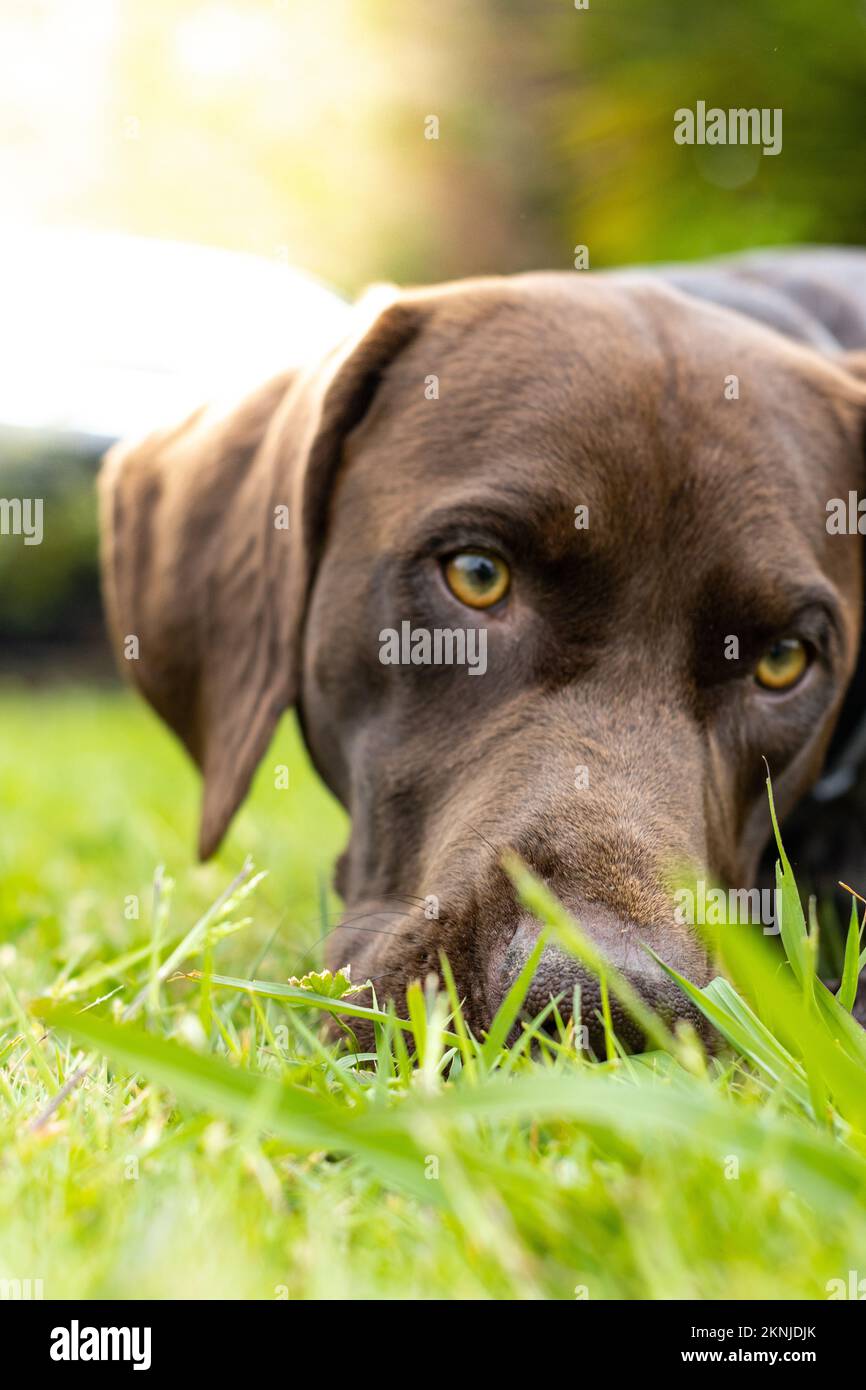 A puppy dog German Braque lying on the grass at sunset in summertime ...