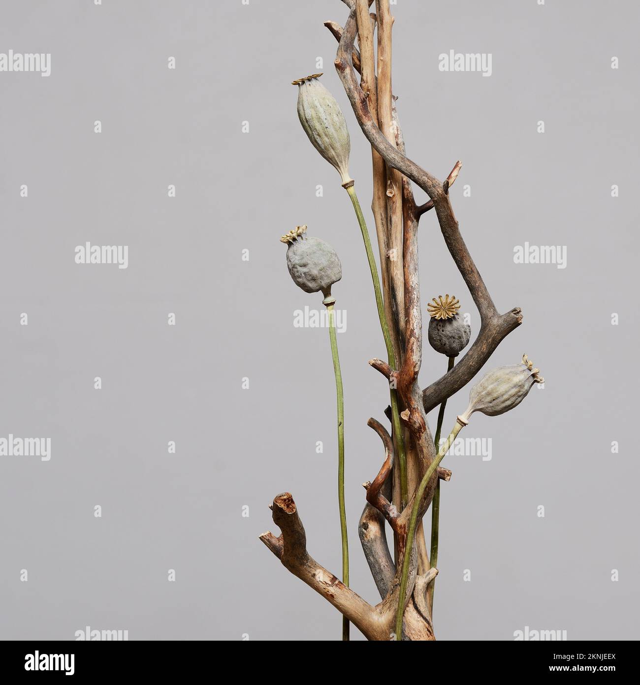 installation of dry branches and dried poppy seed heads on a neutral ...