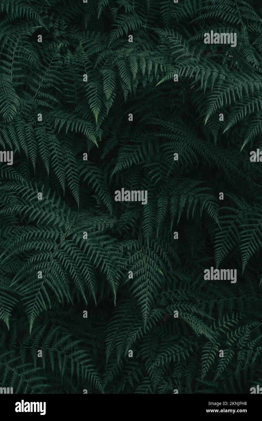 A vertical shot of the background of green fern leaves Stock Photo - Alamy