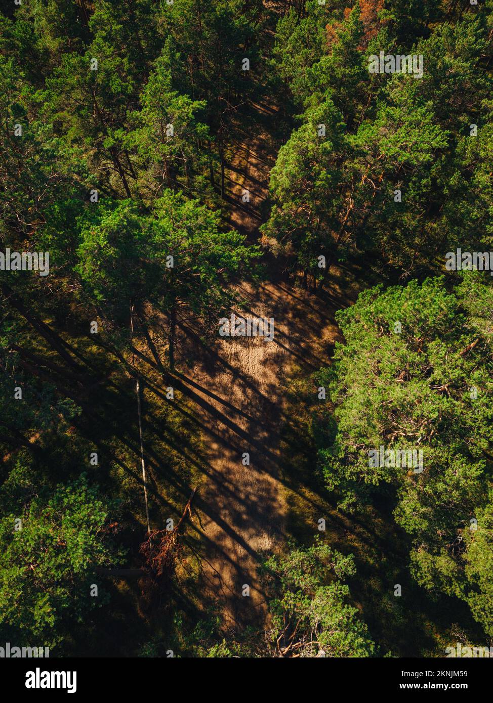 An aerial scenic view of a forest with beautiful greenery on a sunny ...