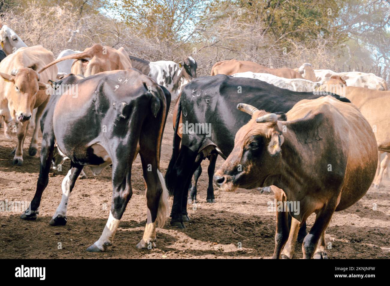 Black farm animal hi-res stock photography and images - Alamy