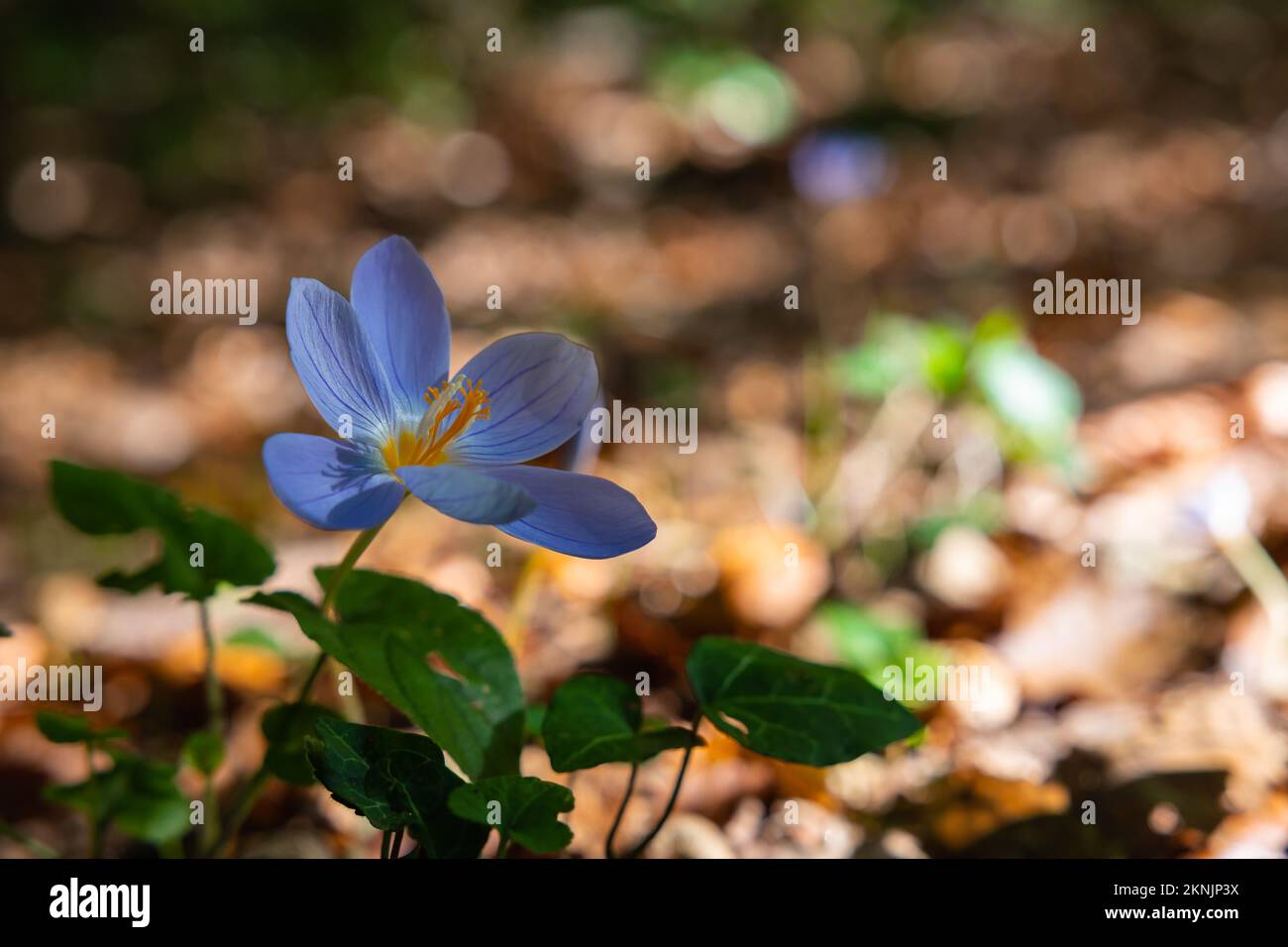 Autumn crocus or colchicum autumnale in the forest. Fall season flowers ...