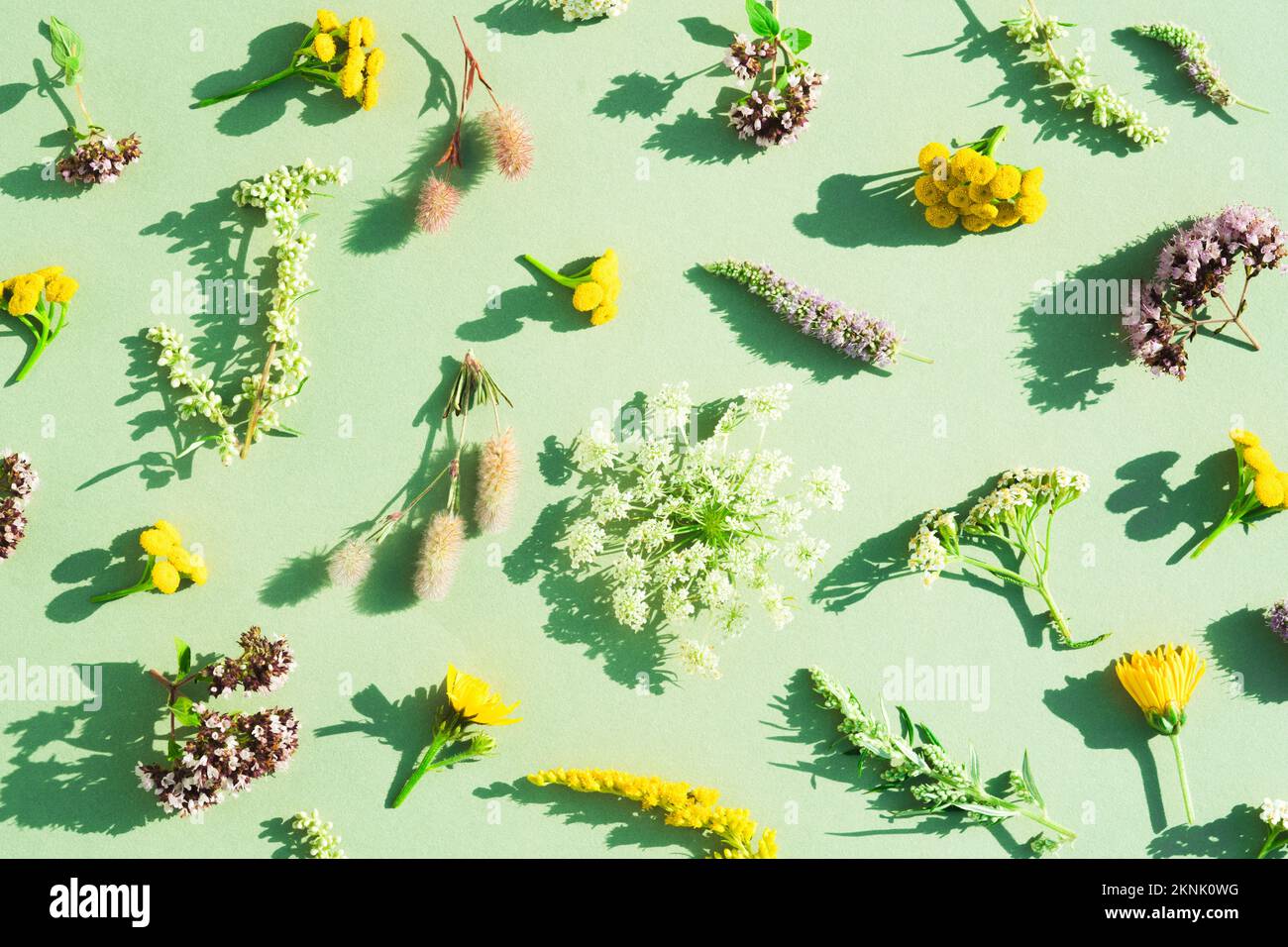 Modern flower composition. Trendy floral pattern made of wild field ...