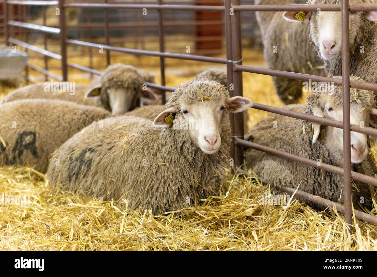 Agriculture cute dolly hi-res stock photography and images - Alamy