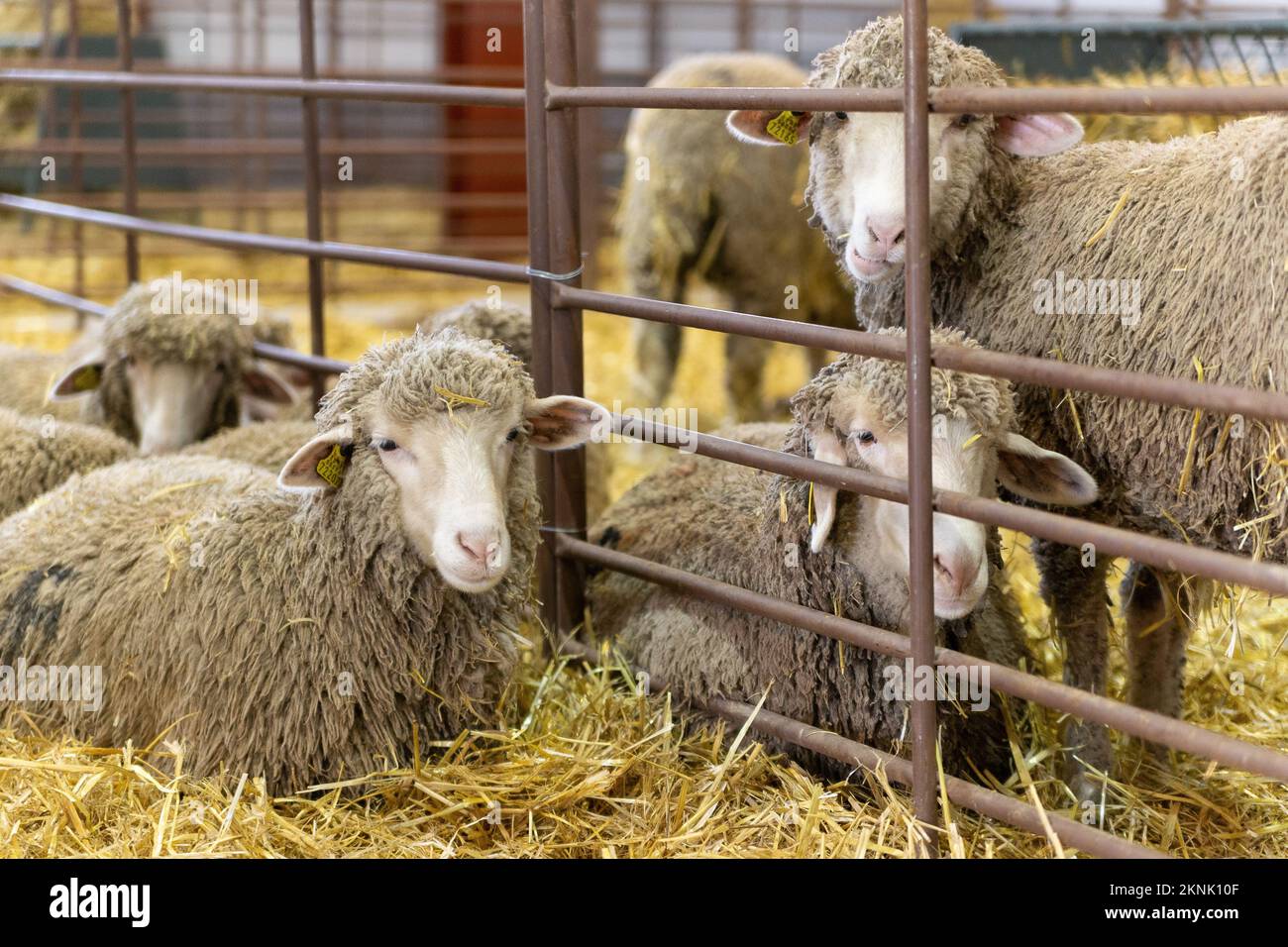 A beautiful family portrait of dolly sheep in a farm Stock Photo - Alamy