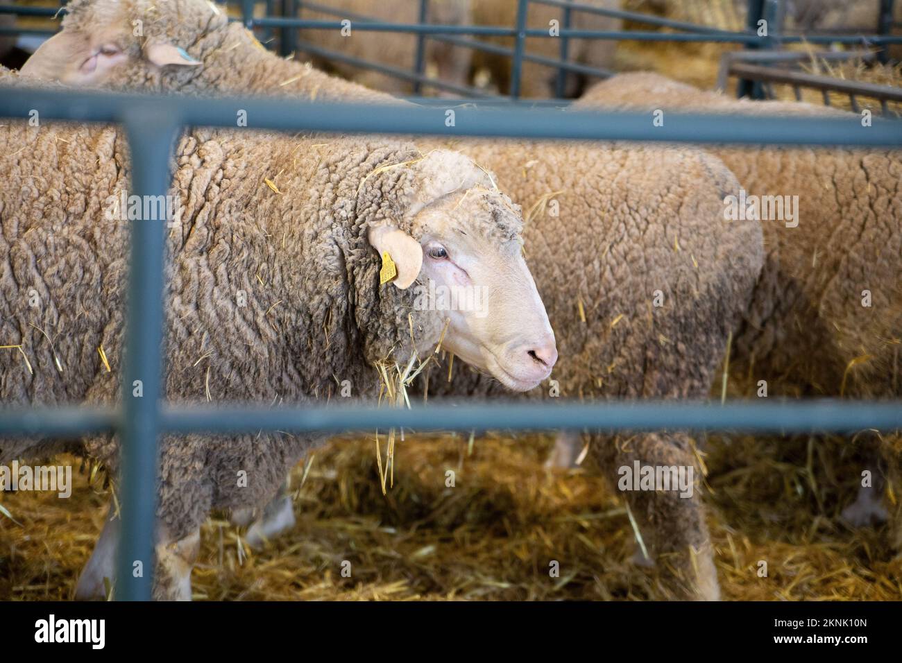 Agriculture cute dolly hi-res stock photography and images - Alamy