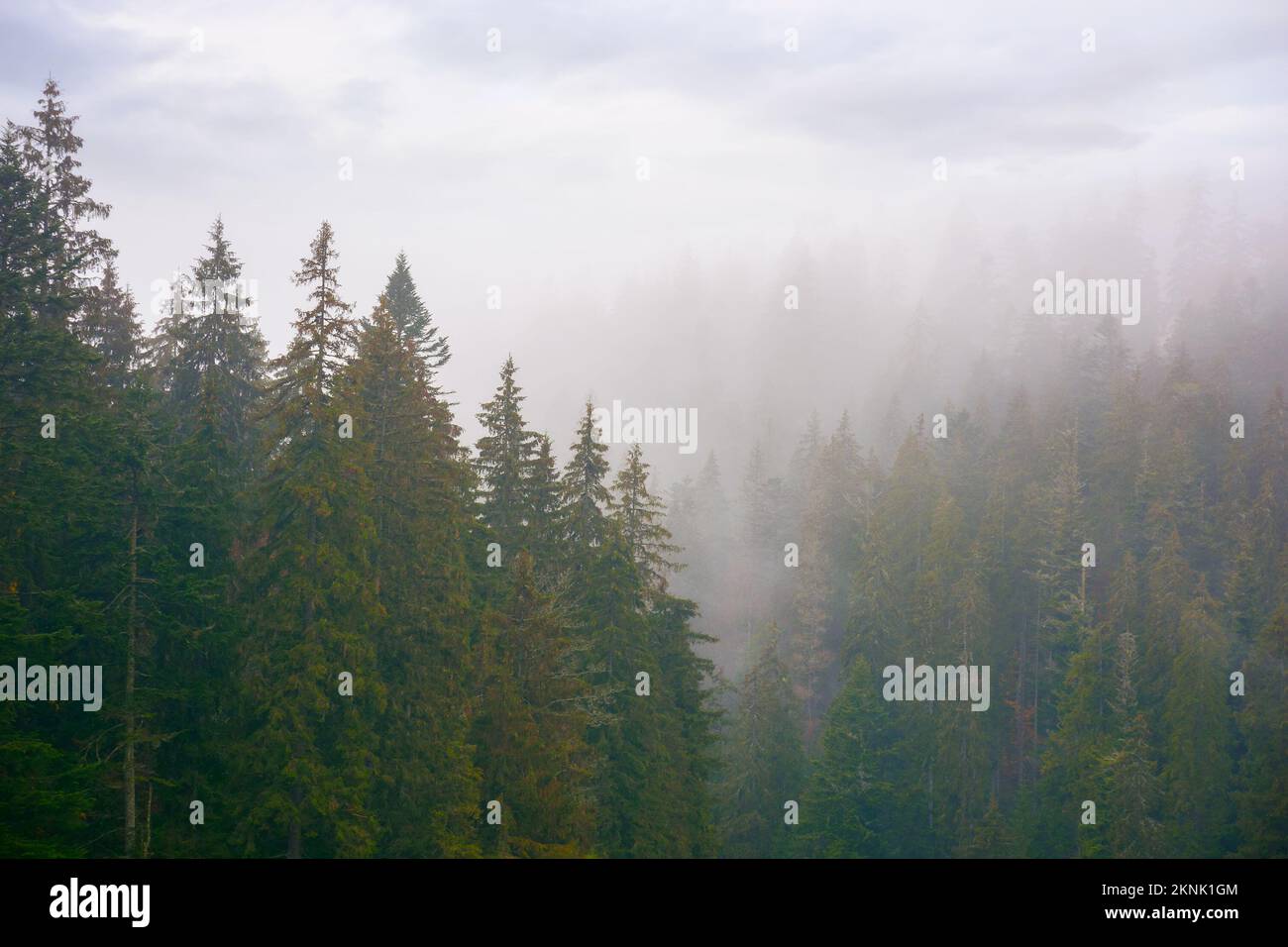 coniferous forest in autumn. gloomy weather with overcast sky. foggy ...