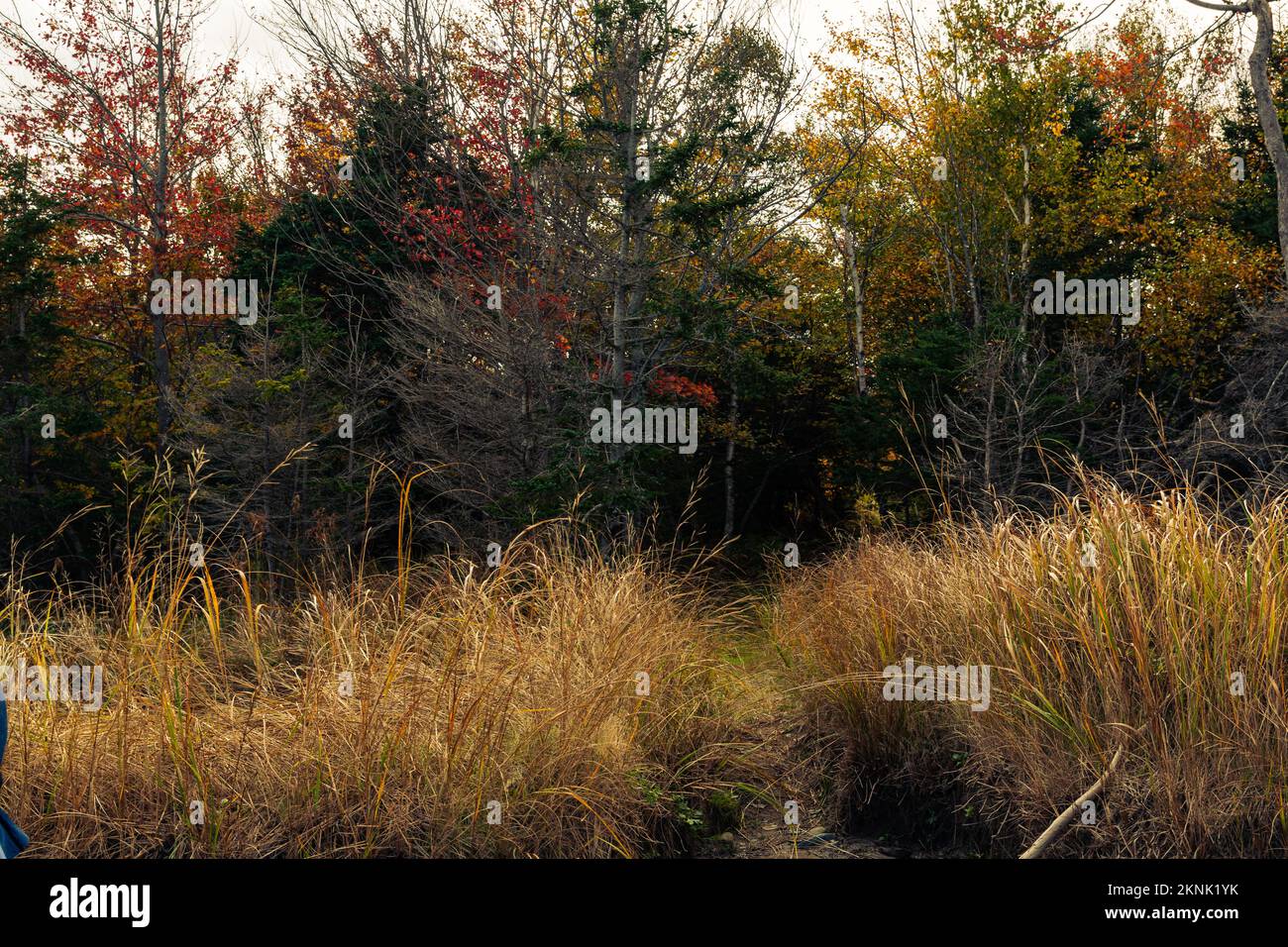 Wreck Cove on McNabs Island in the fall Stock Photo - Alamy