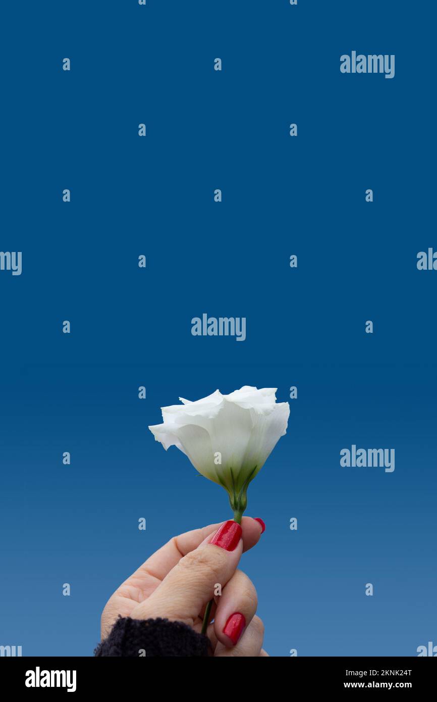 Goiânia, Goias, Brazil – November 27, 2022: A female hand, with red ...