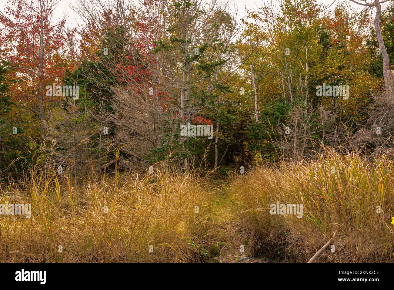 Mcnabs cove hi-res stock photography and images - Alamy