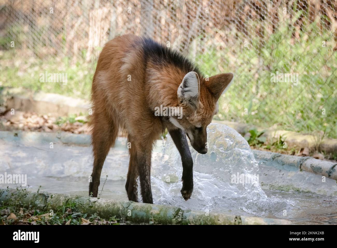 Maned wolf leg hi-res stock photography and images - Alamy