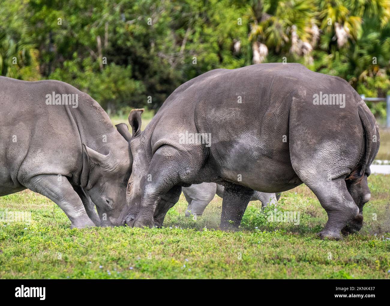 Rhinos fighting hi-res stock photography and images - Alamy