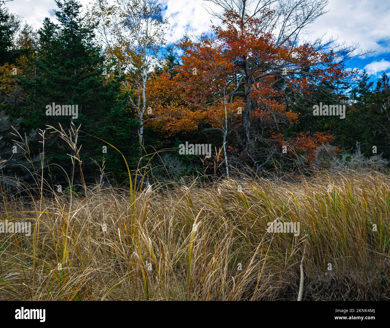 Wreck Cove on McNabs Island in the fall Stock Photo - Alamy