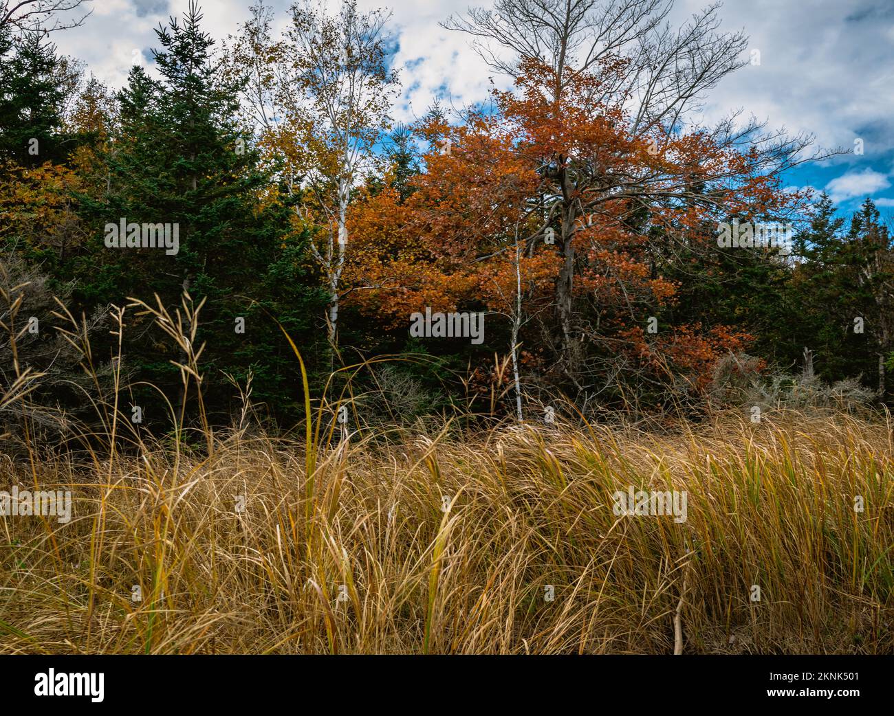 Wreck Cove on McNabs Island in the fall Stock Photo - Alamy
