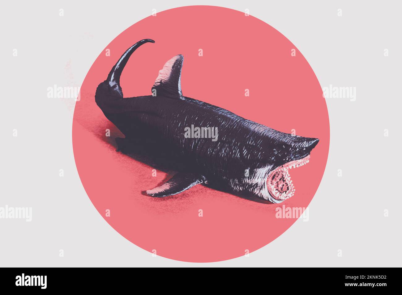 Red tail black shark hi-res stock photography and images - Alamy