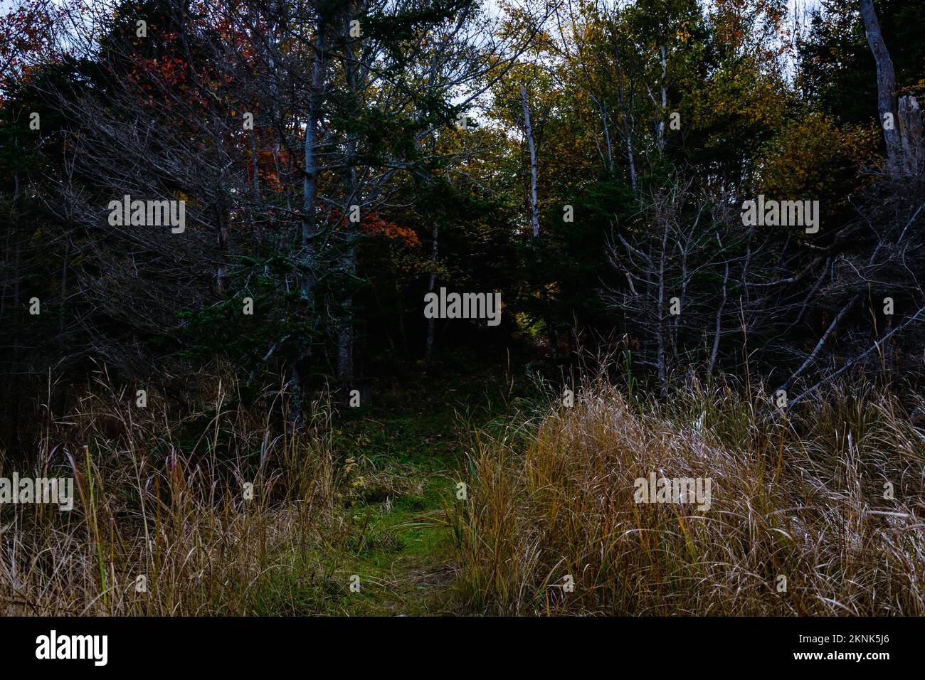 Japanese maple in the English Garden in the Hugonin-Perrin Estate on ...