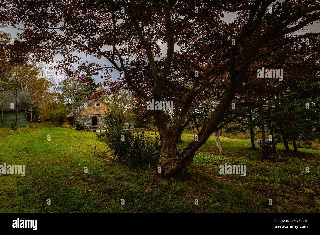 English maple tree hi-res stock photography and images - Alamy