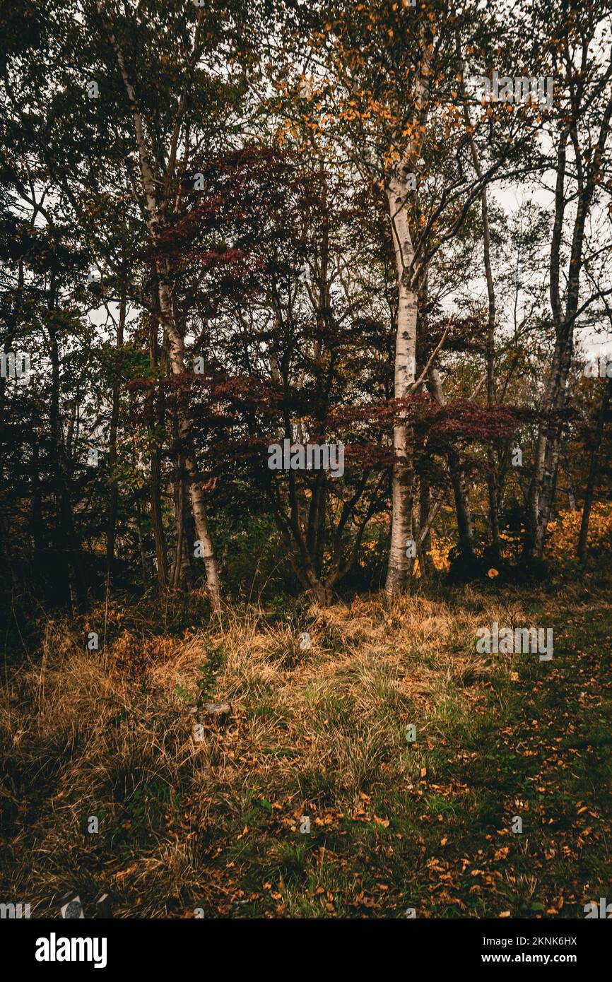 Japanese maple in the English Garden in the Hugonin-Perrin Estate on ...