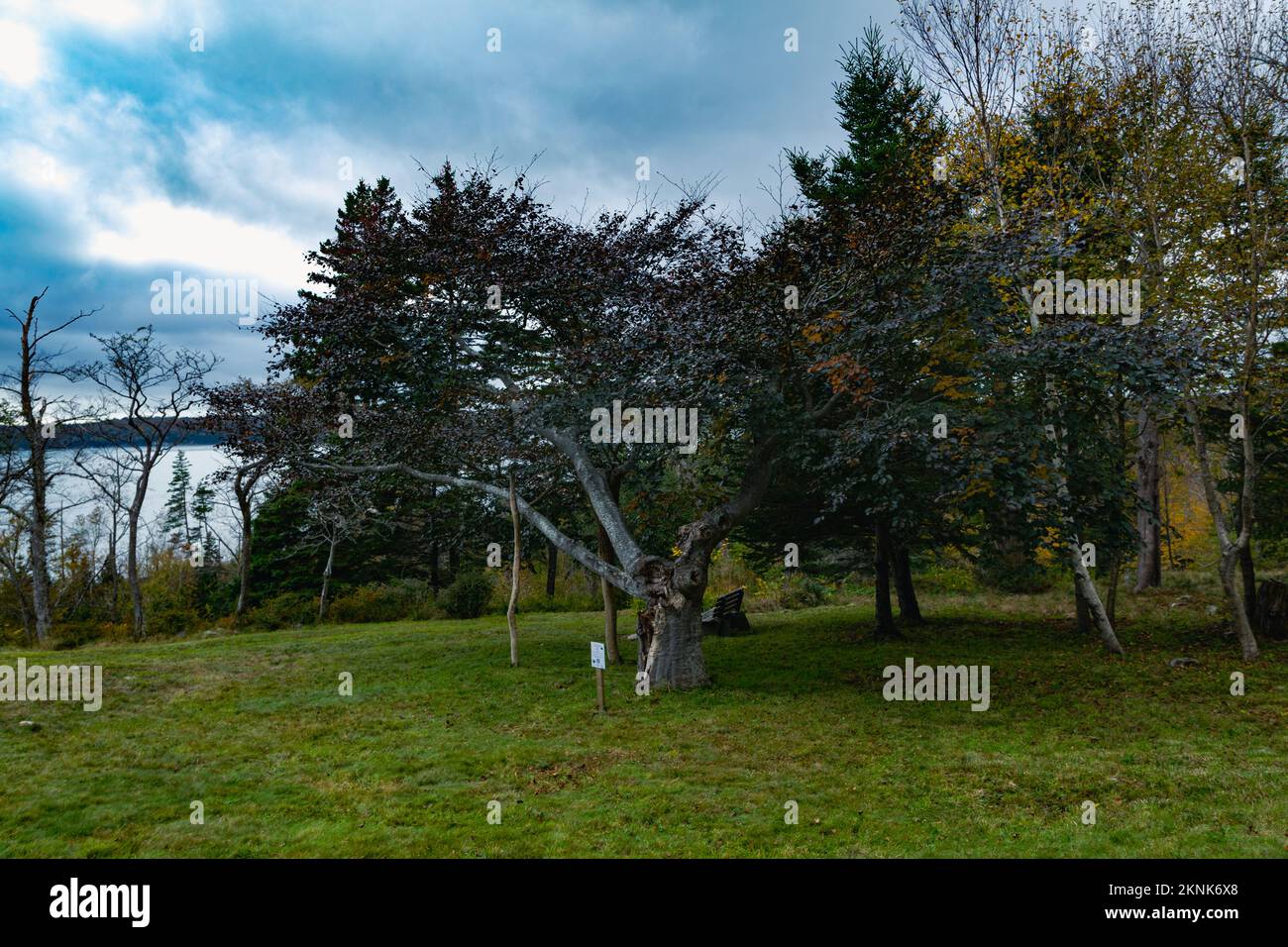 Copper Beech Tree in the English garden at the Hugonin-perrin estate on ...