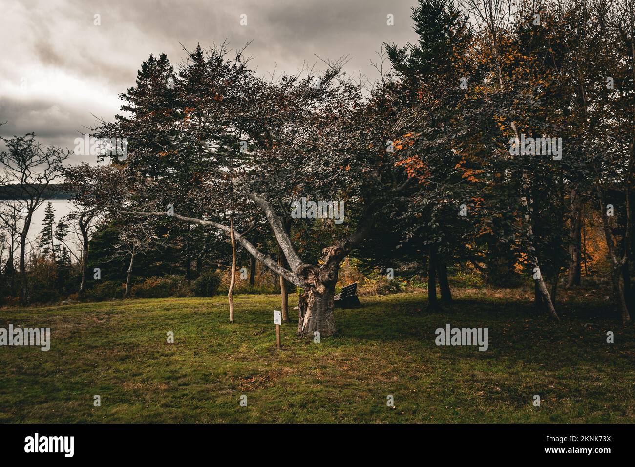 Copper Beech Tree in the English garden at the Hugonin-perrin estate on ...