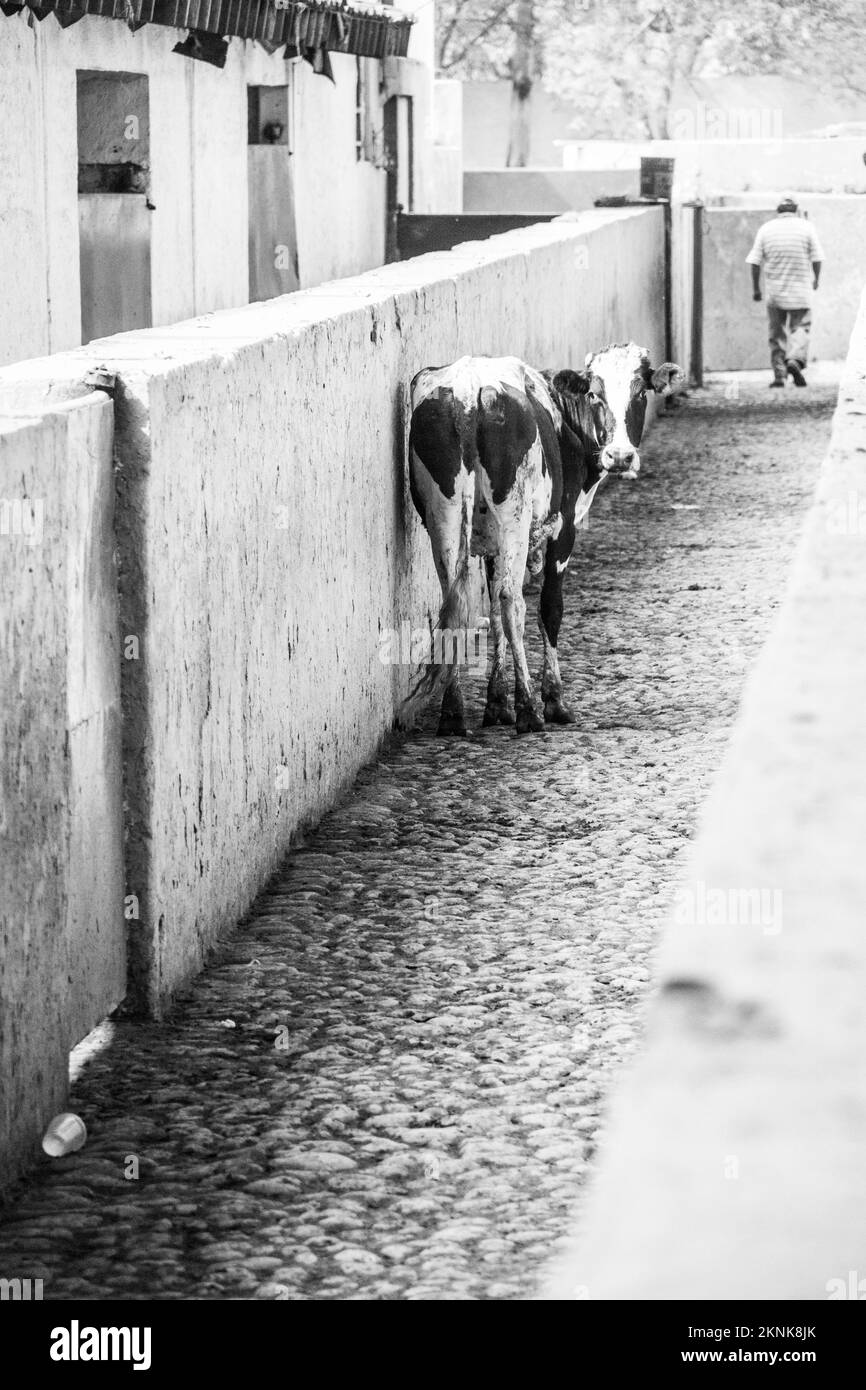 A grayscale of a spotted cow (bos taurus) standing on the street next ...