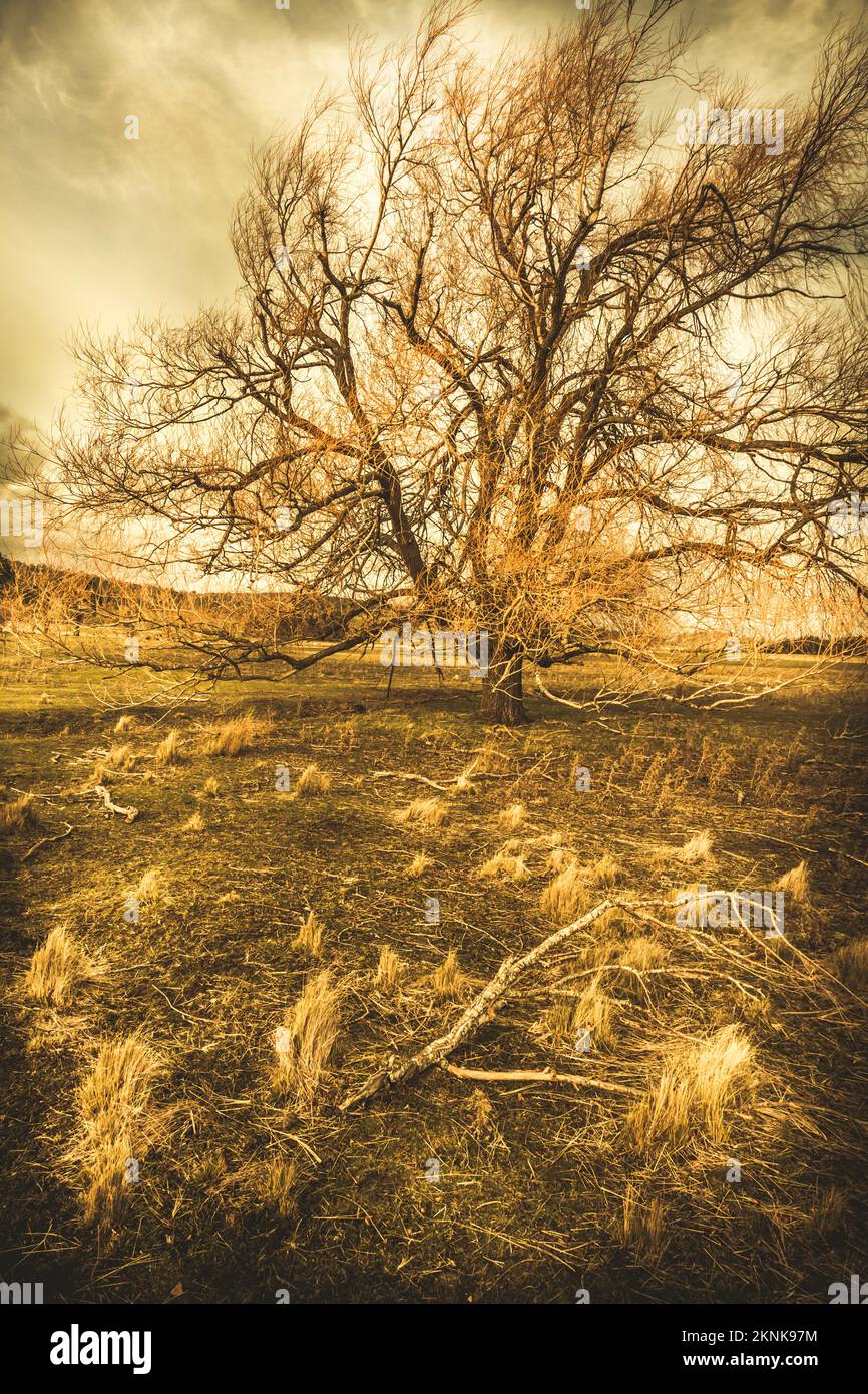 Tasmania dead tree hi-res stock photography and images - Alamy
