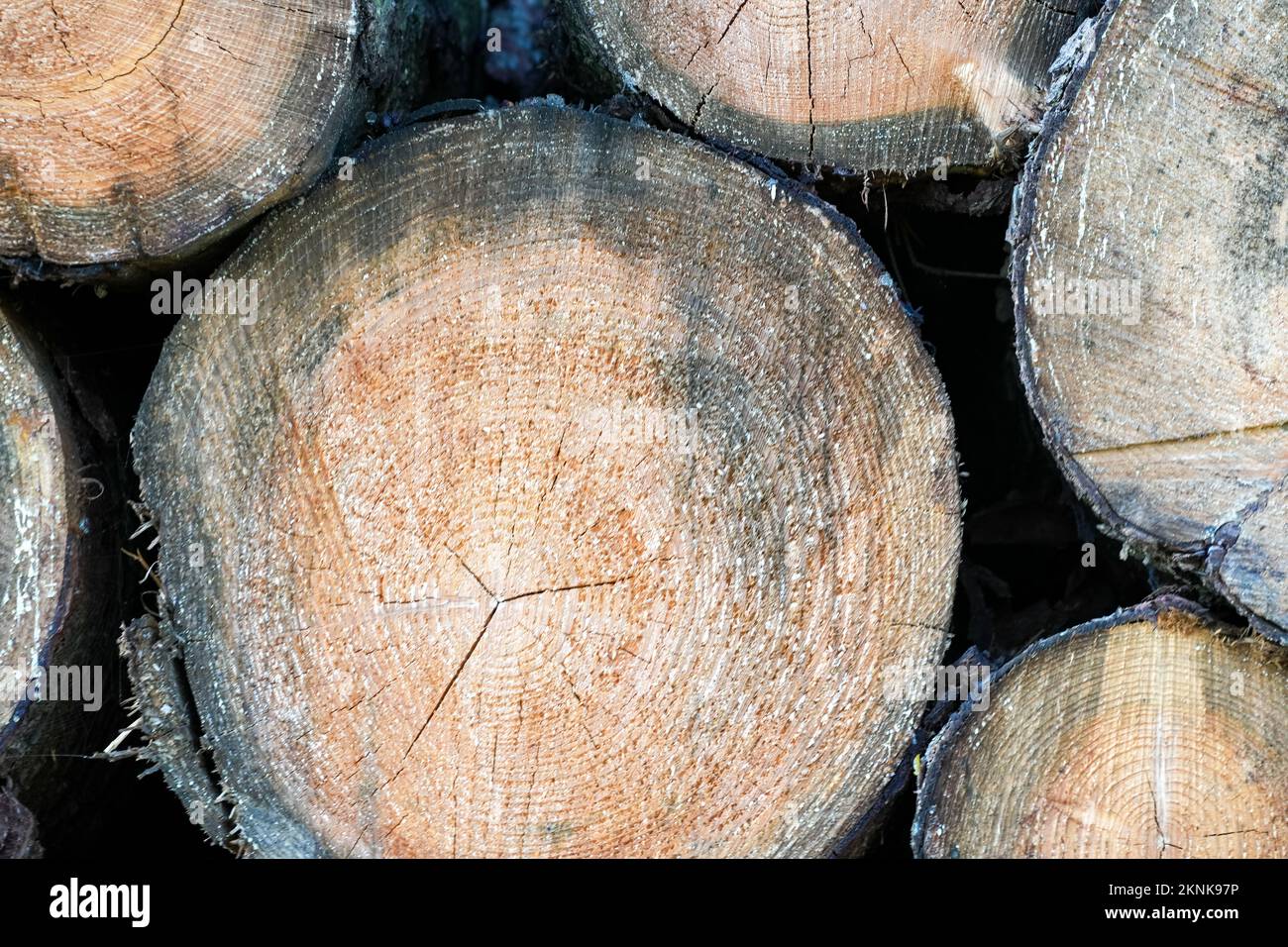 A closeup of unprocessed woods from the tree Stock Photo - Alamy