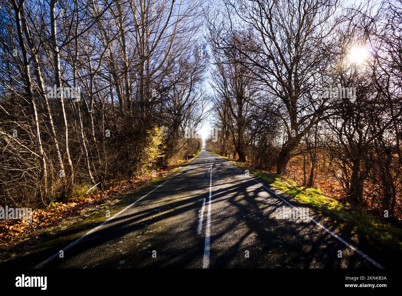 Vibrant forest background of a highway spacing off into the great ...