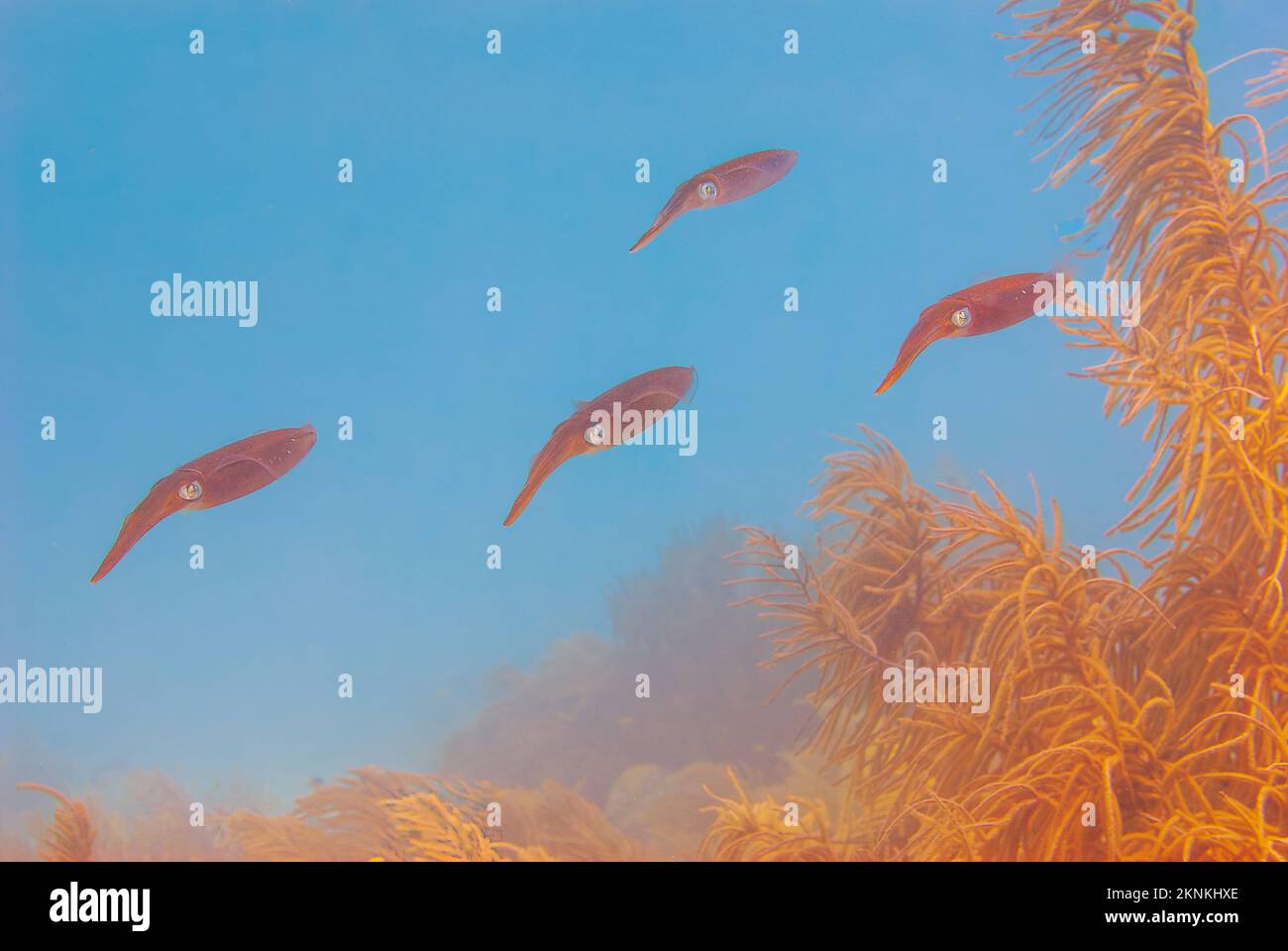 Multiple colorfuldeep sea undersea Pharaoh Cuttlefish Sepia pharaonis ...