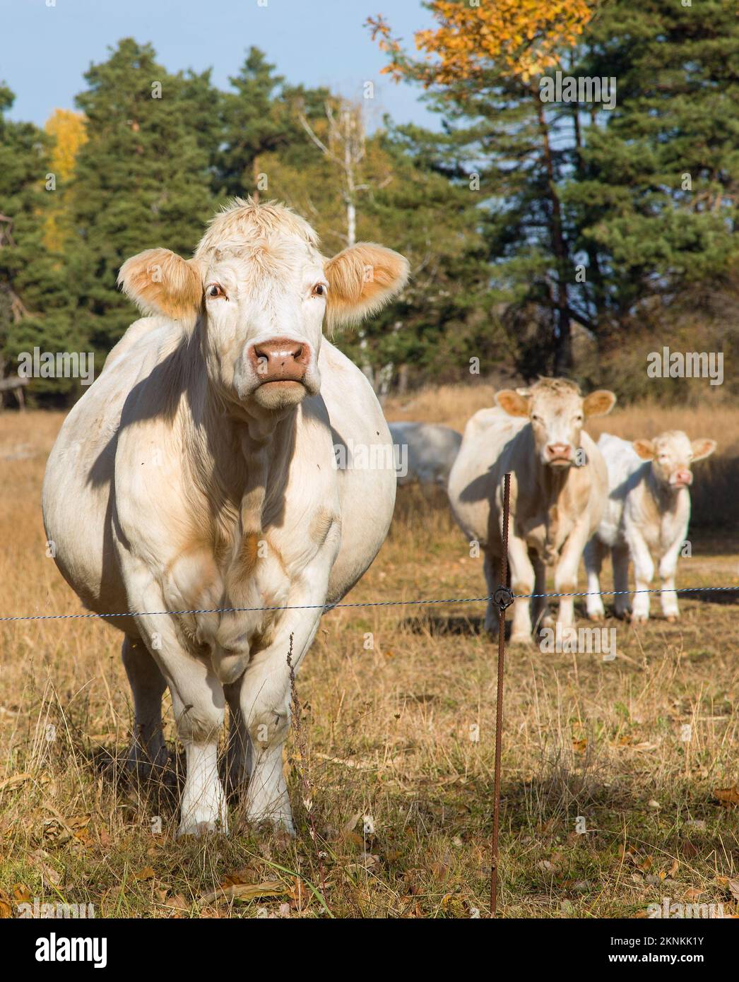 Animal animals farm hi-res stock photography and images - Alamy