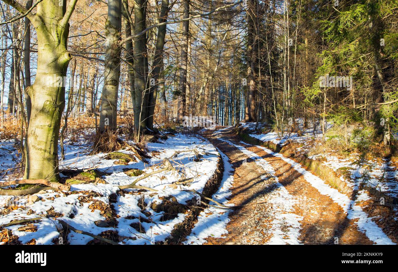 Forest road winter view with trees woodland landscape Stock Photo - Alamy