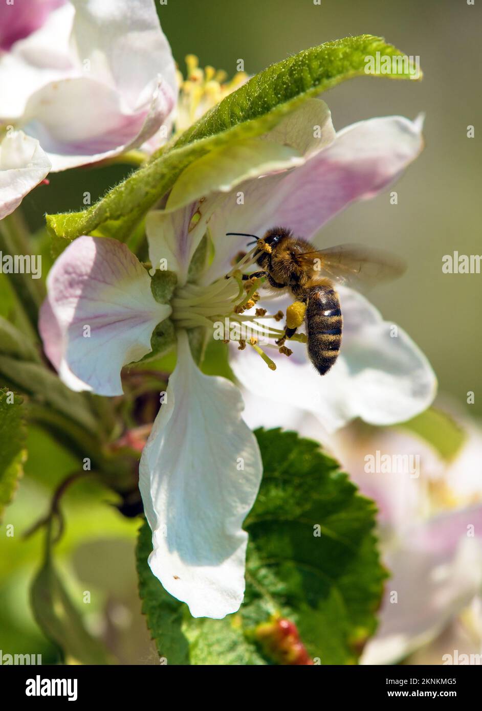 bee or honeybee in Latin Apis Mellifera, european or western honey bee ...