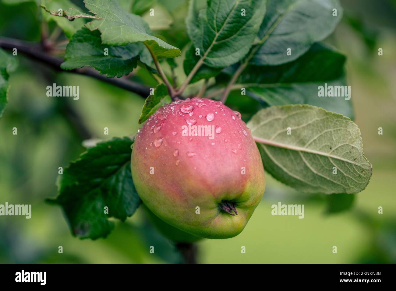 A closeup of an apple covered with water droplets hanging on a branch ...
