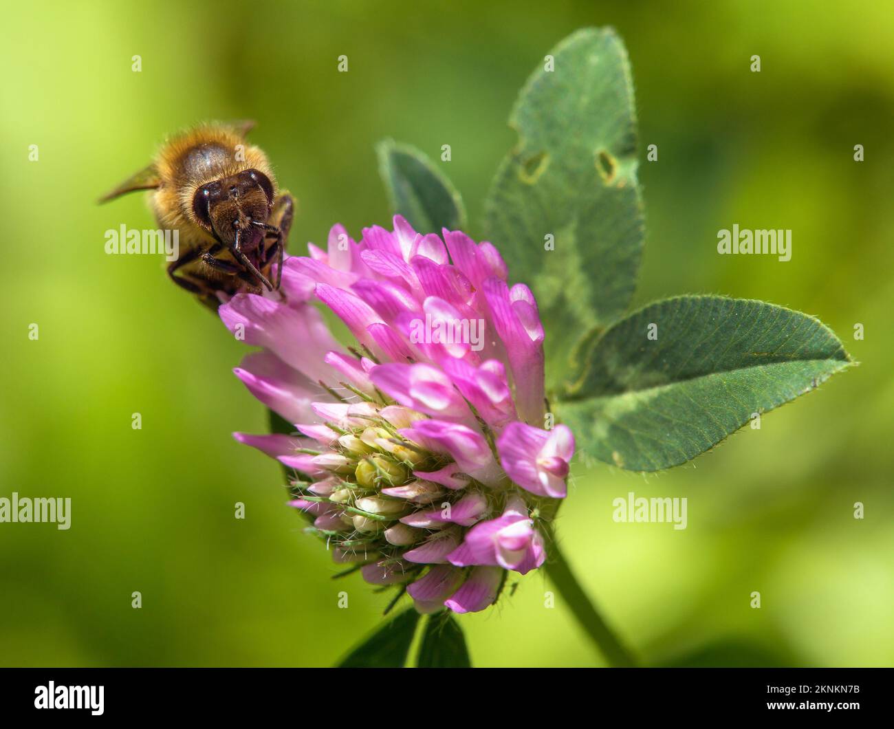 Red clover bee hi-res stock photography and images - Alamy