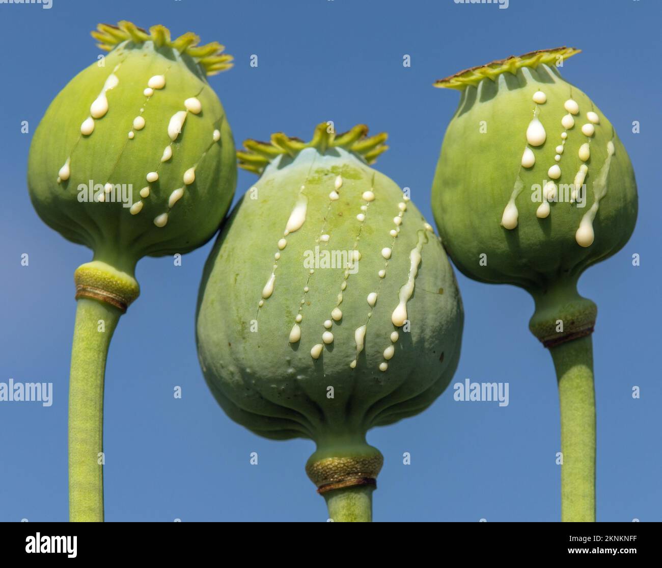 Detail Of Opium Poppy Heads In Latin Papaver Somniferum Immature Poppy Heads With Drops Of