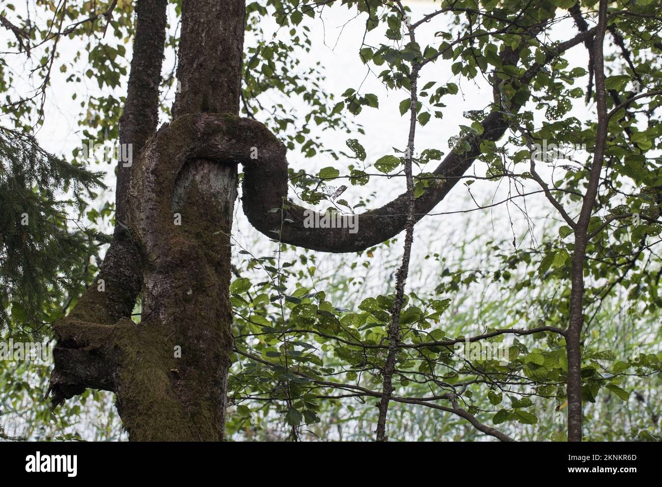 An old tree with winding branches, abstract natural photo background ...