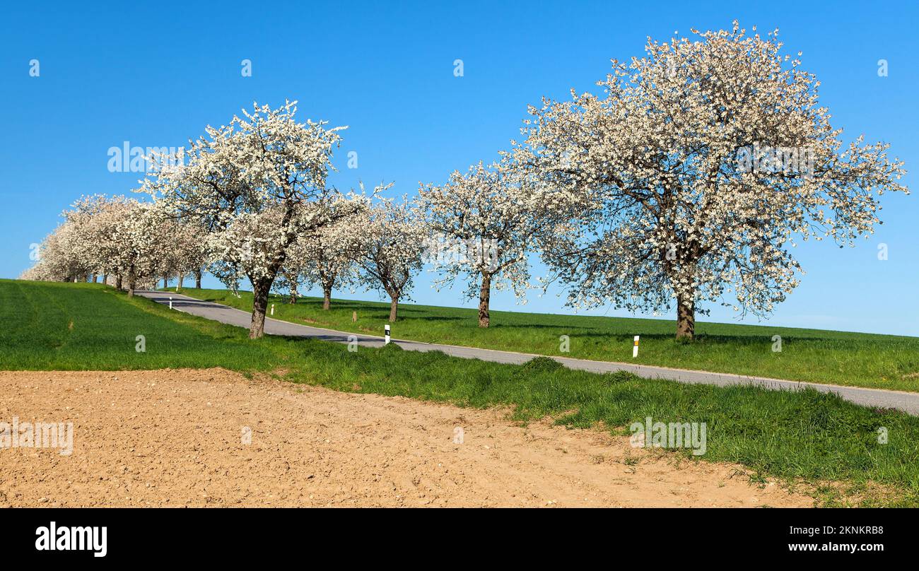 road and alley of flowering cherry trees in latin Prunus cerasus with ...
