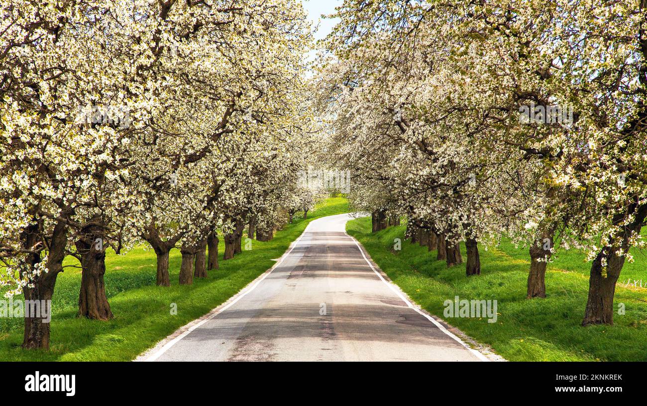 road and alley of flowering cherry trees in latin Prunus cerasus with ...