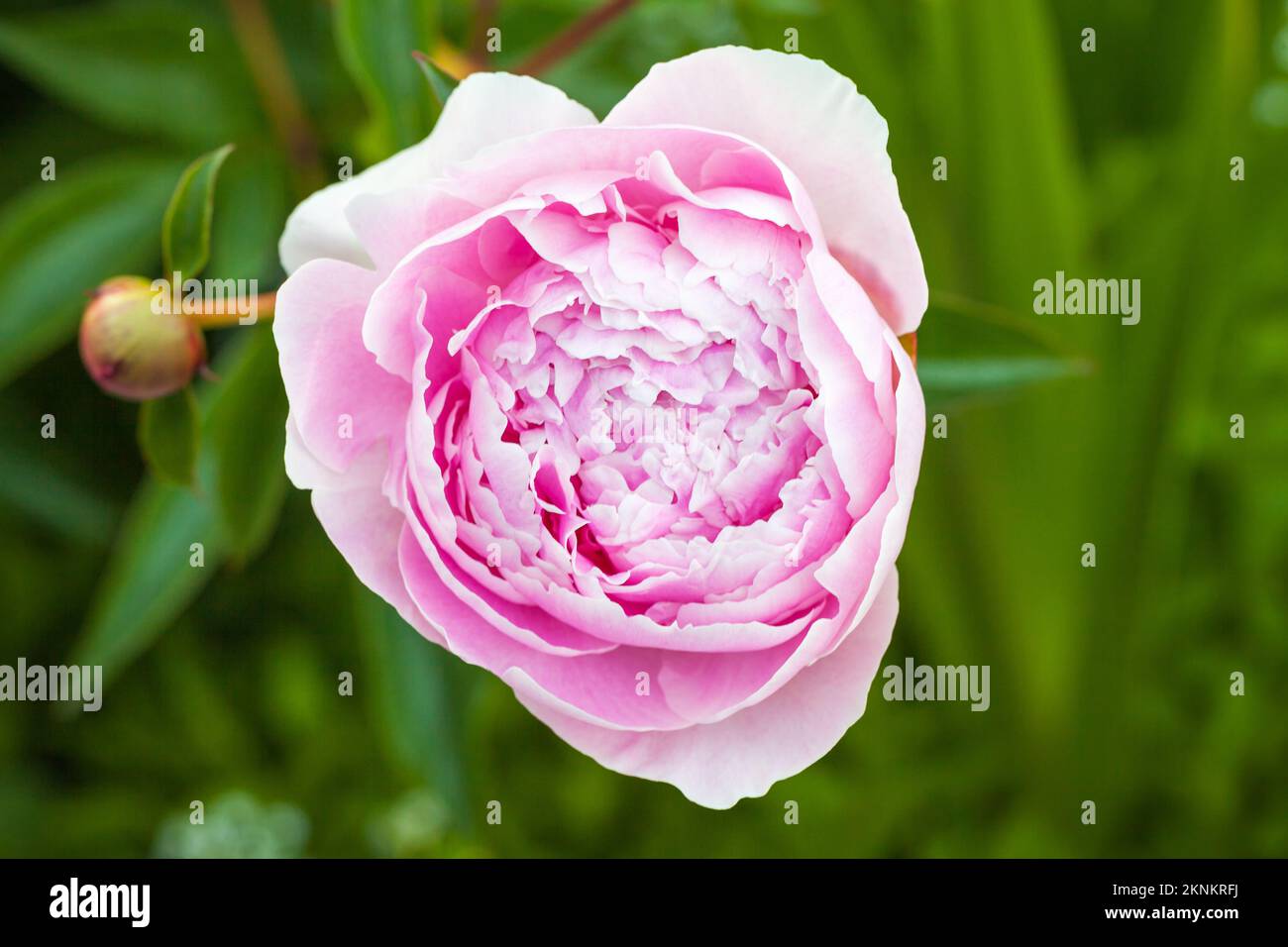 Pink rose, top view. Macro photo of garden flower with soft selective ...