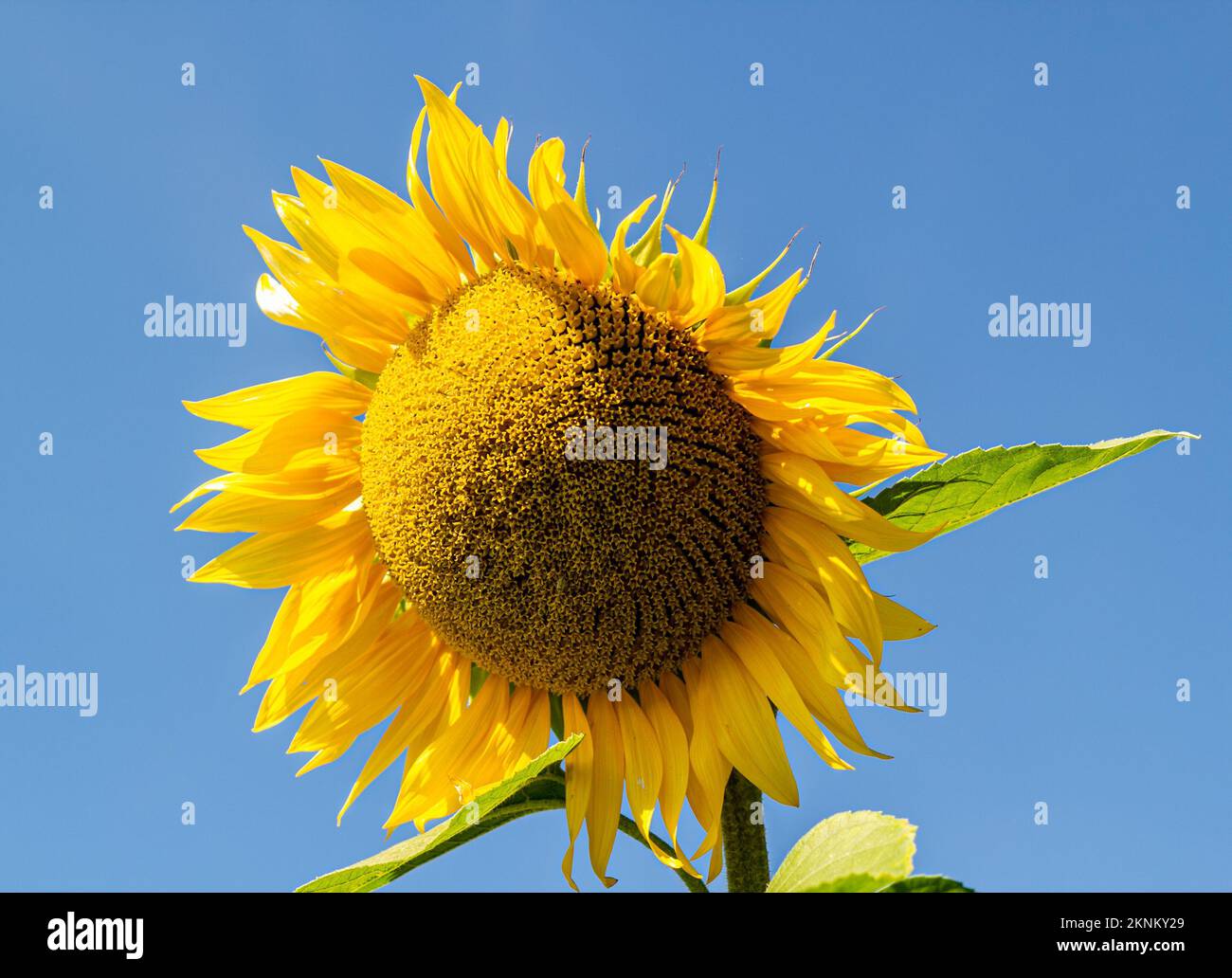 A close-up shot of a sunflower with a background of a blue sky Stock ...