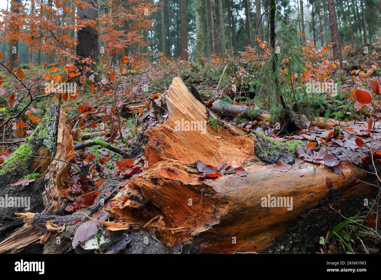 fallen tree in the woodland Stock Photo - Alamy